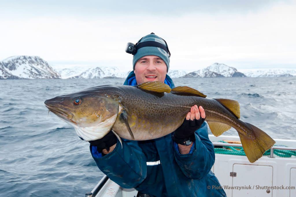 LE SKREI, LE CABILLAUD D’HIVER DE NORVÈGE INFOS UTILES | La Gazette des ...