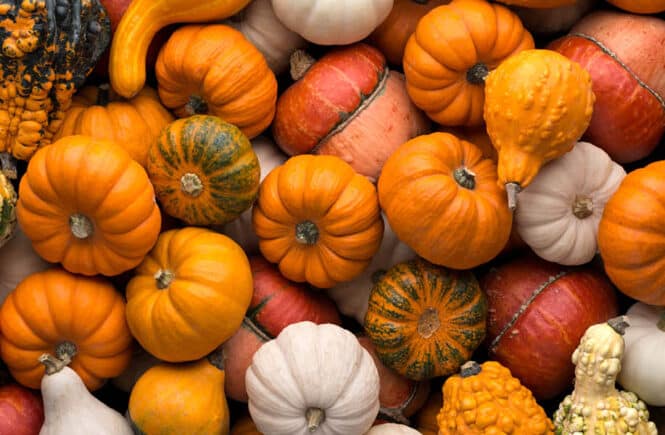 INFOS UTILES SUR LES DIFFÉRENTES VARIÉTÉS DE COURGES | La Gazette des ...